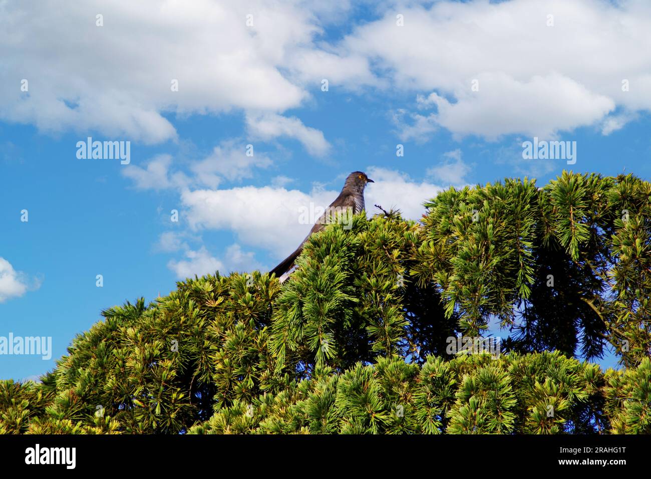 Bird hiding in the trees Stock Photo - Alamy