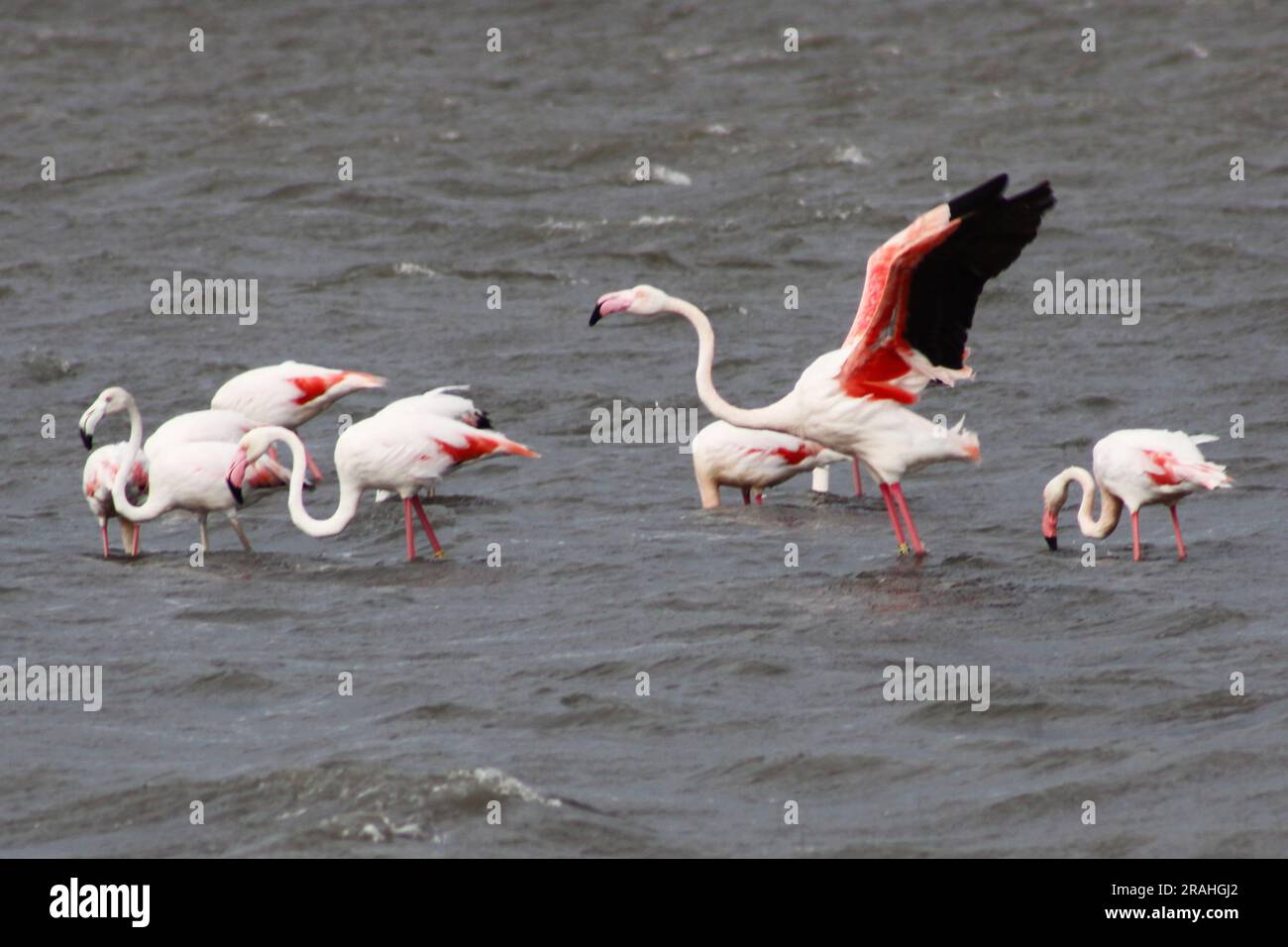 Flock birds flying up lake hi-res stock photography and images - Alamy