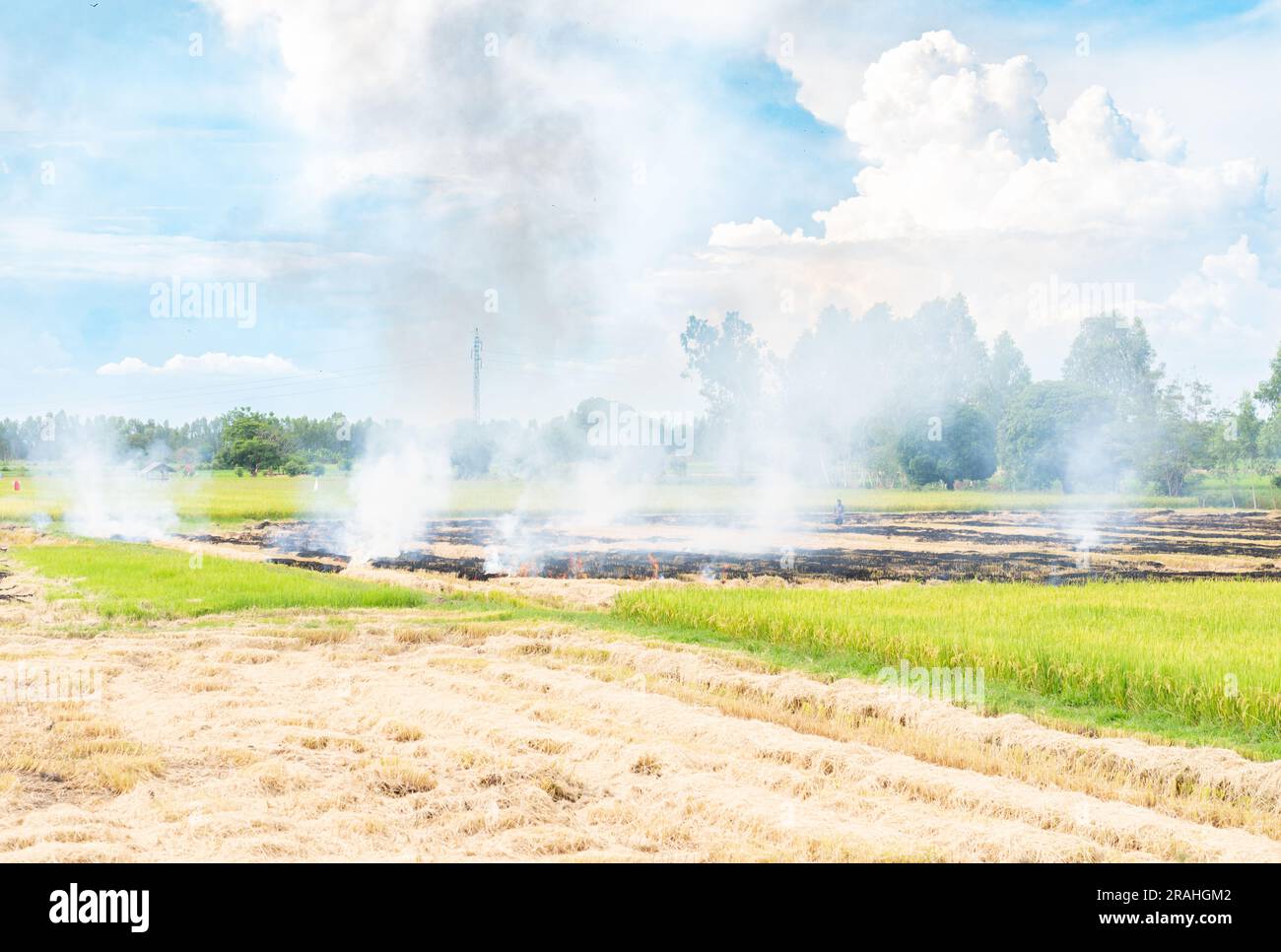 Farmer burning agricultural waste cause of smog and pollution. Fumes ...