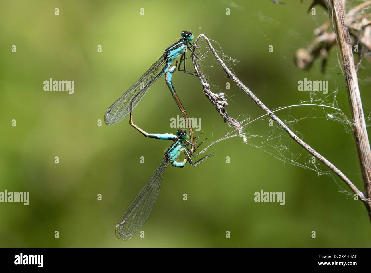 Common Blue Damselflies mating Stock Photo - Alamy