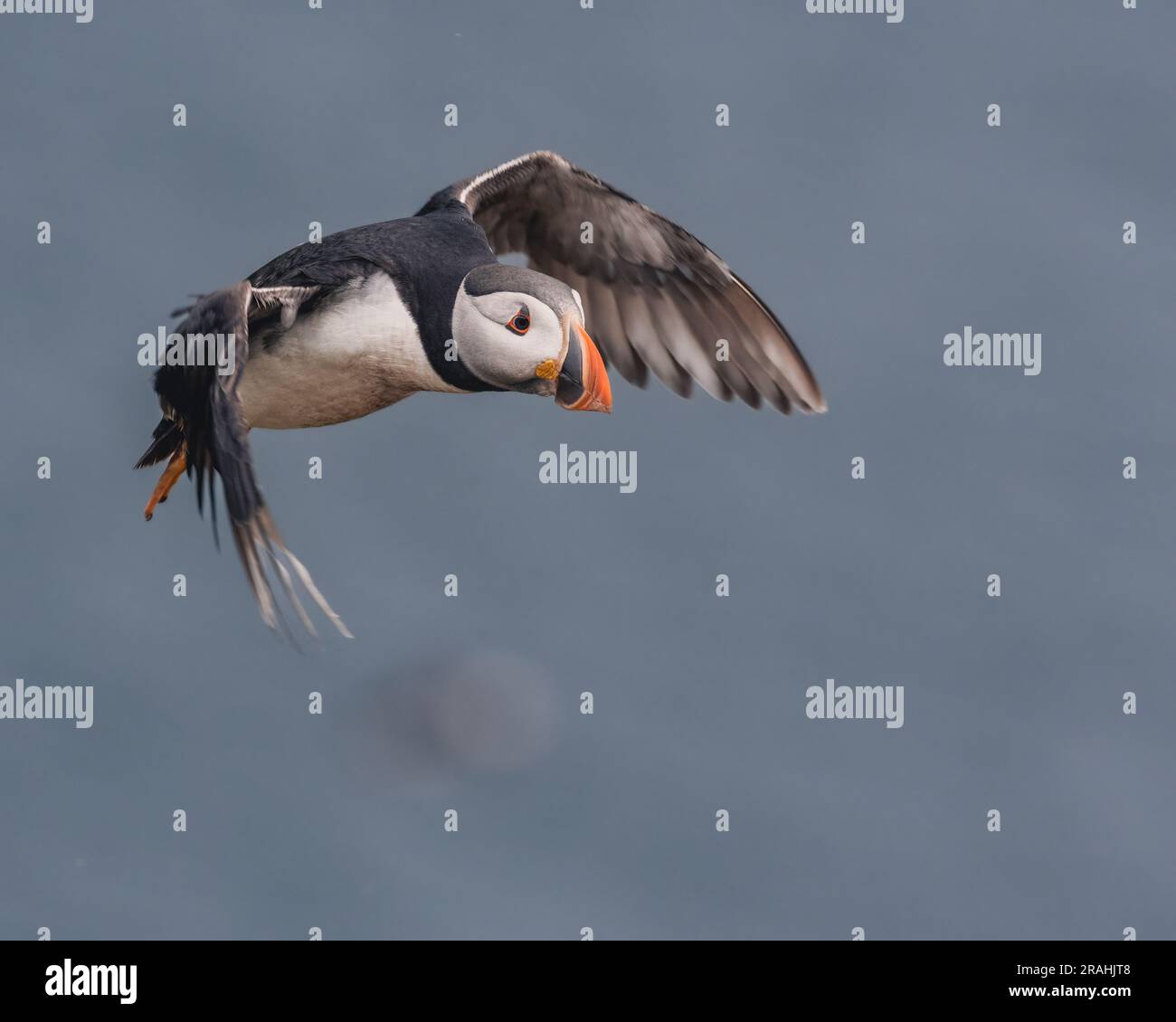 The puffin flying to help itself to a second serving. Skomer Island ...