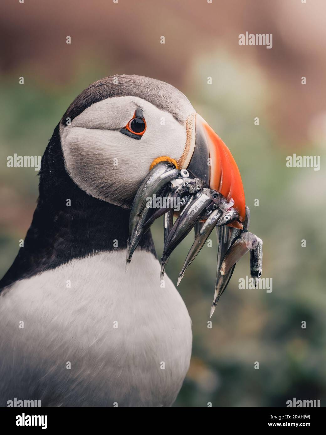 The greedy puffin with a bunch of sand eels in its mouth. Skomer Island ...