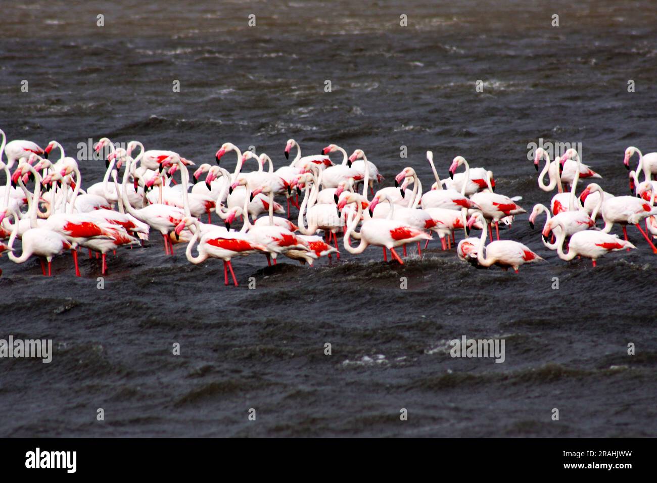 Flock of pink flamingos Stock Photo - Alamy