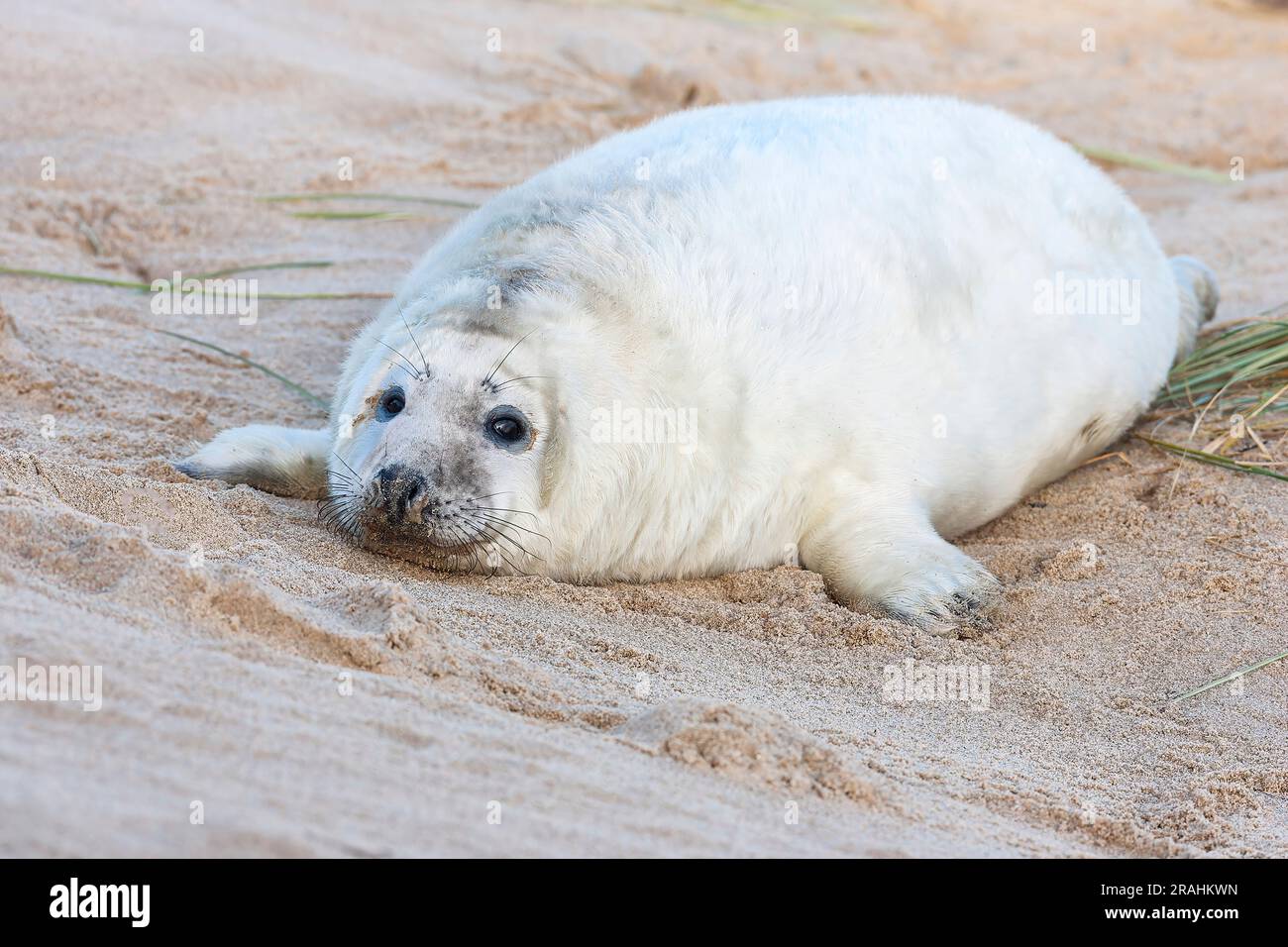 grey seal, Halichoerus grypus, single pup lying on sand facing camera ...