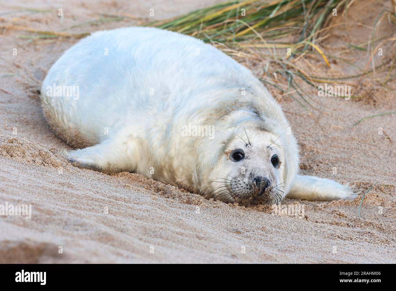 grey seal, Halichoerus grypus, single pup lying on sand facing camera ...