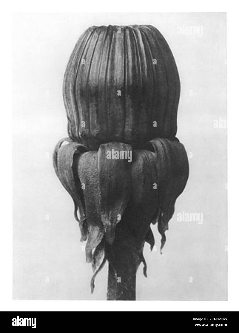 Art Forms in Nature 75 1928 by Karl Blossfeldt Stock Photo - Alamy