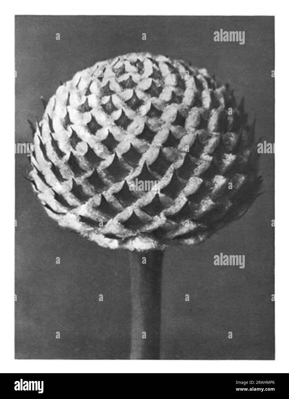 Art Forms in Nature 77 1928 by Karl Blossfeldt Stock Photo - Alamy