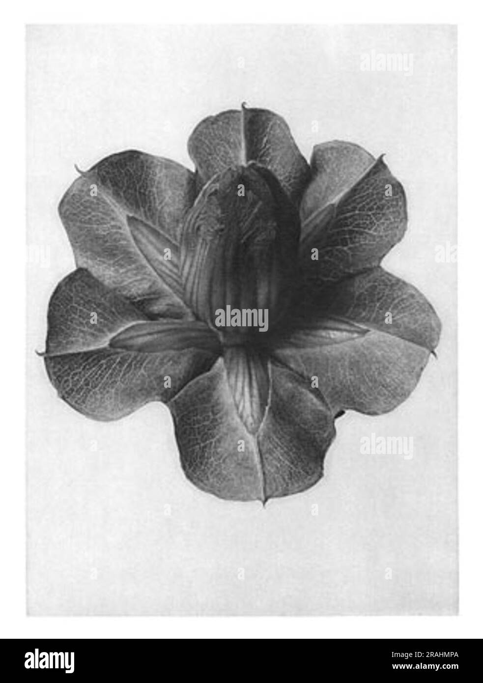 Art Forms in Nature 73 1928 by Karl Blossfeldt Stock Photo - Alamy