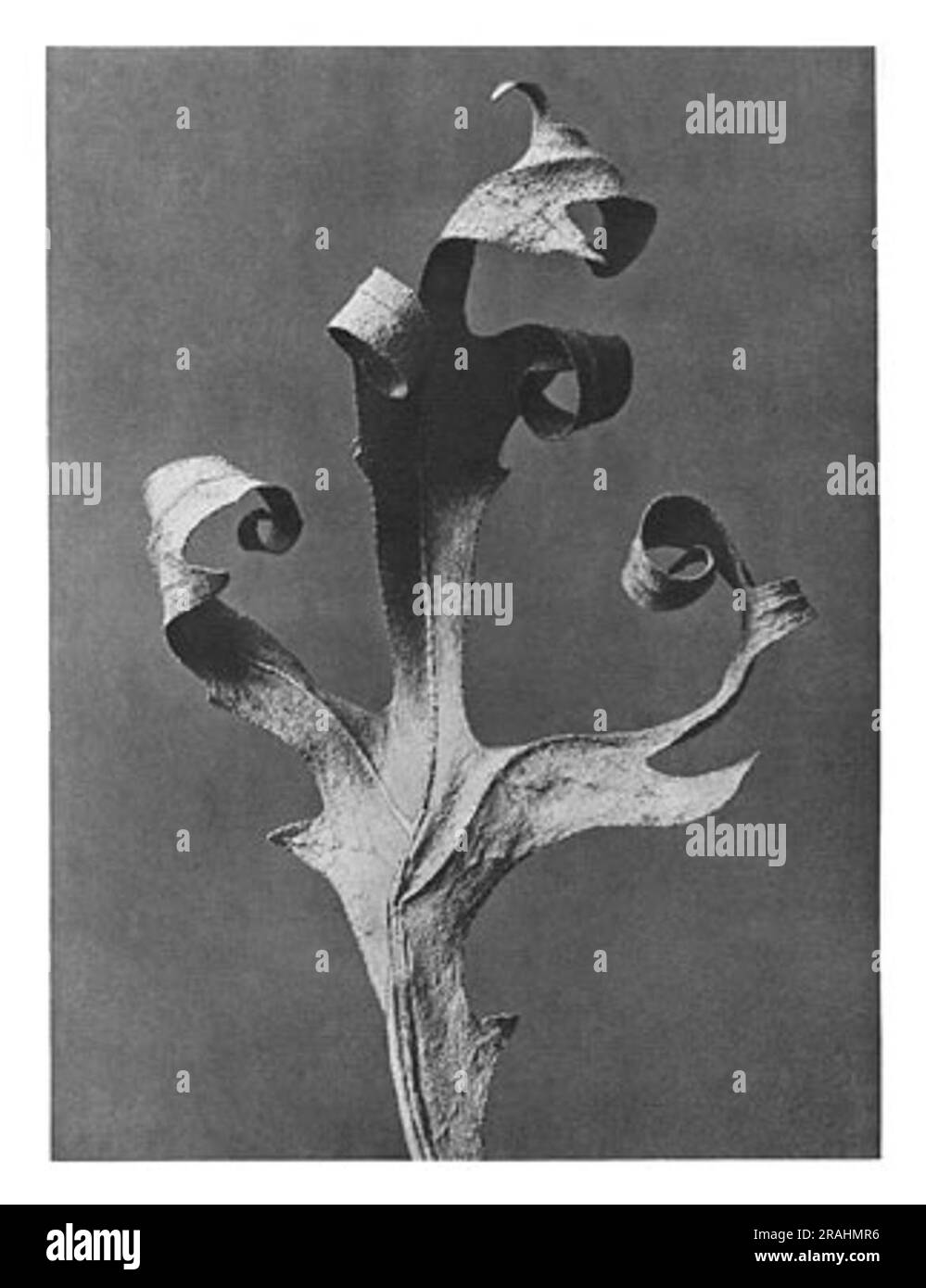 Art Forms in Nature 41 1928 by Karl Blossfeldt Stock Photo - Alamy
