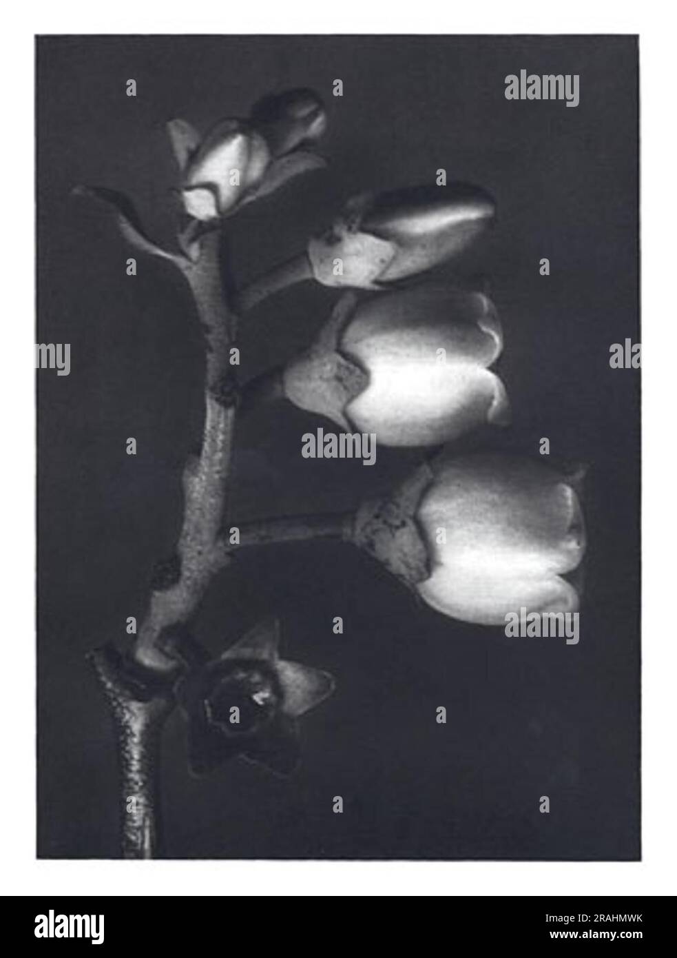 Art Forms in Nature 108 1928 by Karl Blossfeldt Stock Photo - Alamy