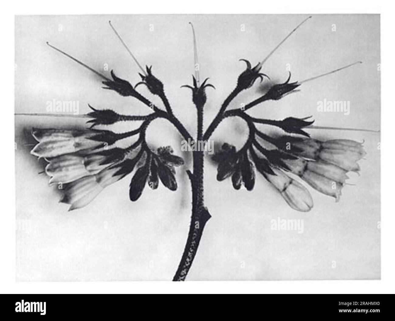 Art Forms in Nature 88 1928 by Karl Blossfeldt Stock Photo - Alamy