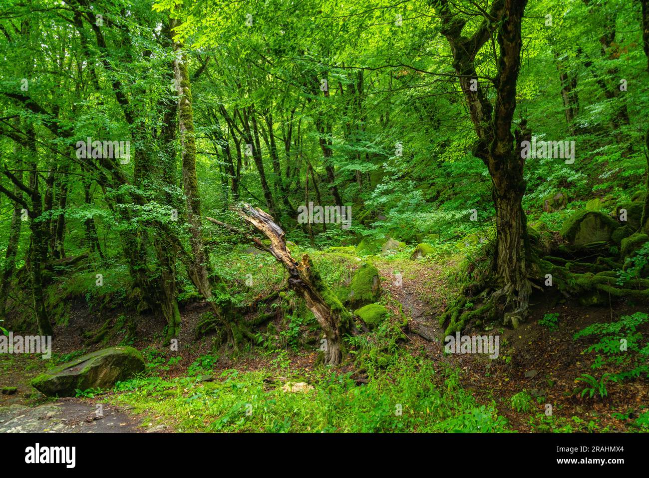 Wet forest hi-res stock photography and images - Alamy