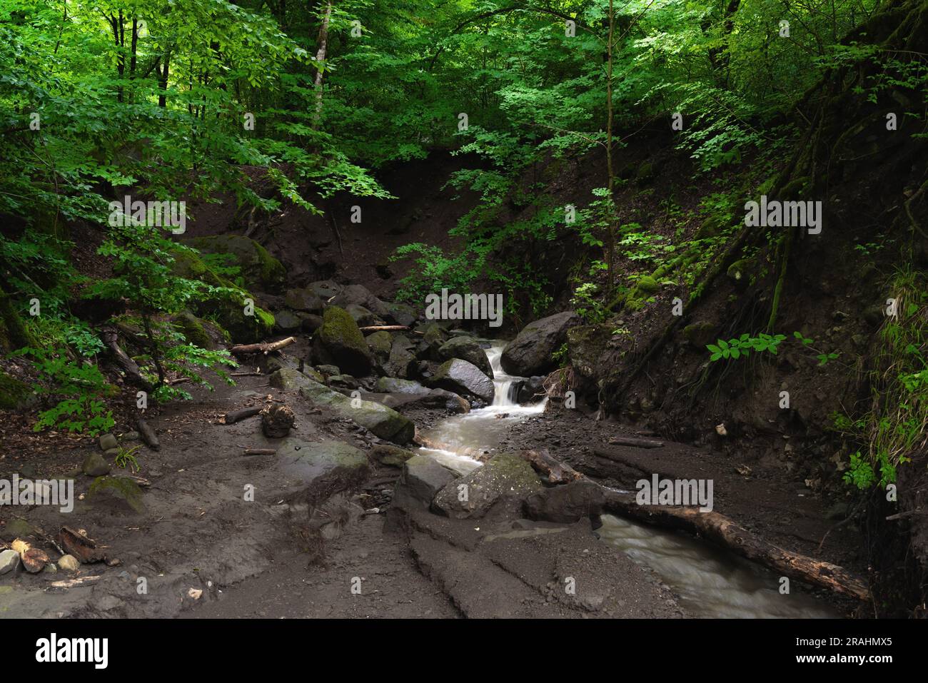 Spring in the forest with fresh cold water Stock Photo - Alamy