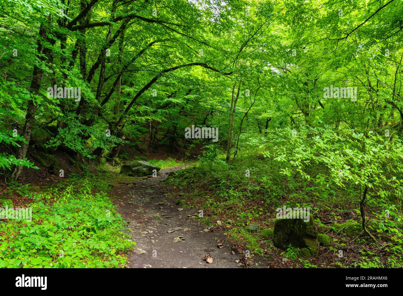 Hiking trail in dense wet green forest Stock Photo - Alamy
