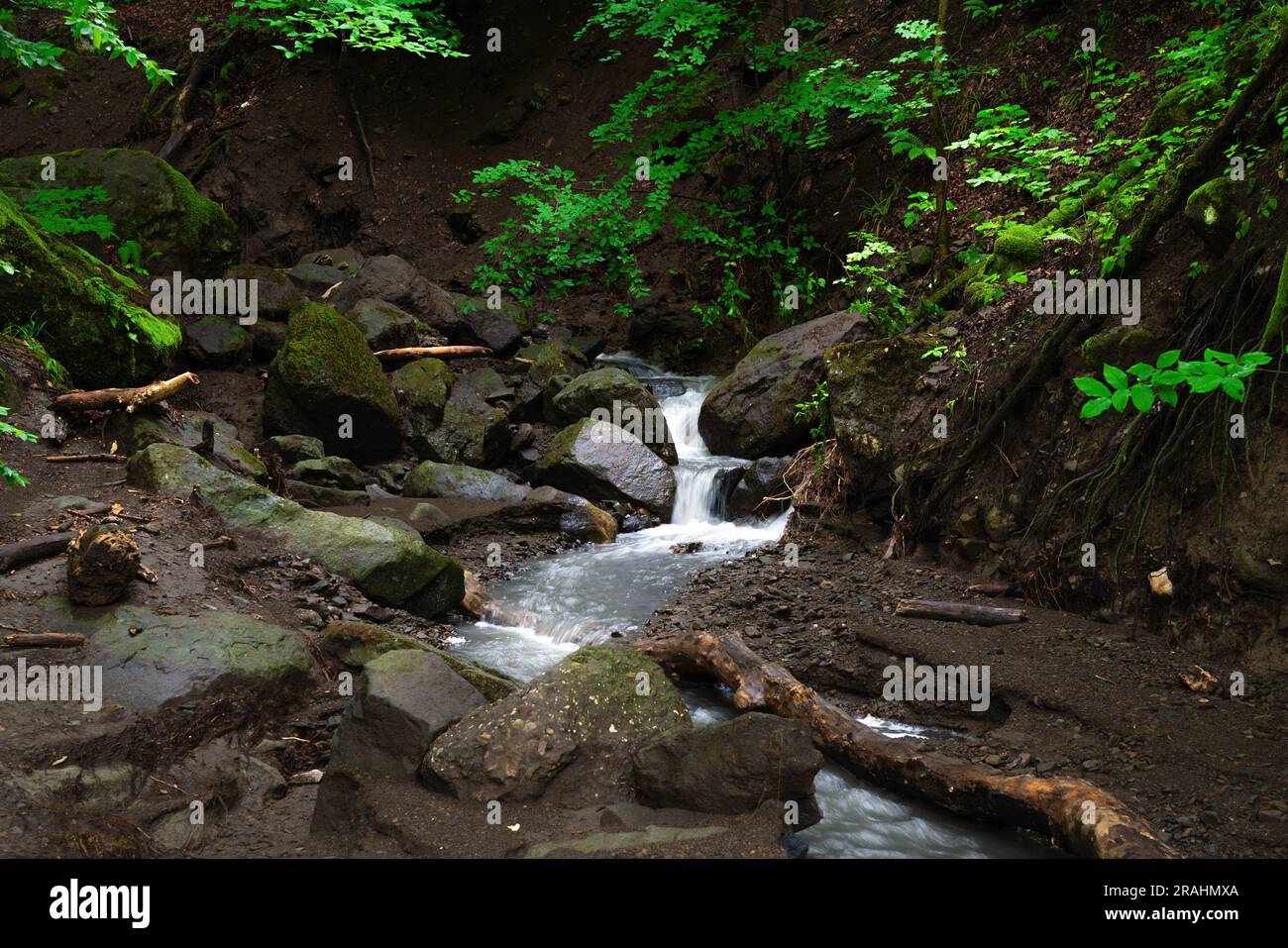 Spring in the forest with fresh cold water Stock Photo - Alamy