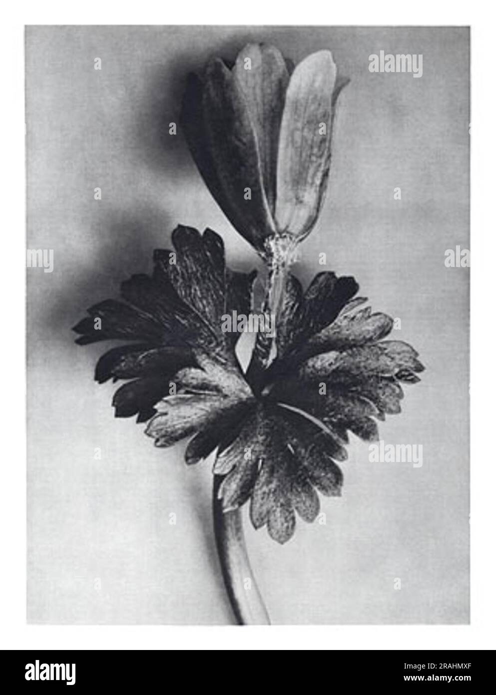 Art Forms in Nature 105 1928 by Karl Blossfeldt Stock Photo - Alamy