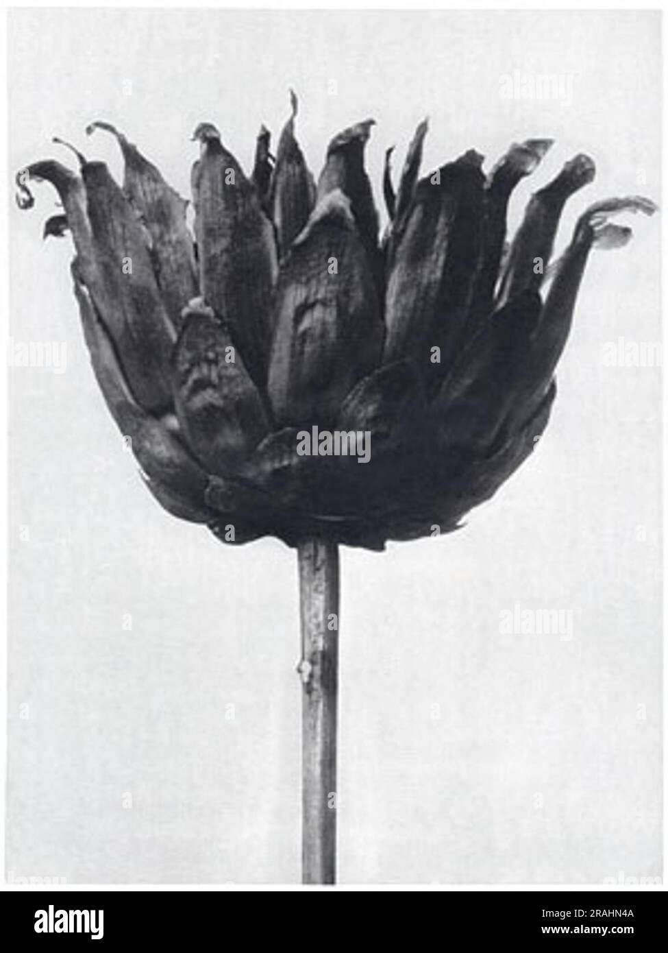 Art Forms in Nature 86 1928 by Karl Blossfeldt Stock Photo - Alamy