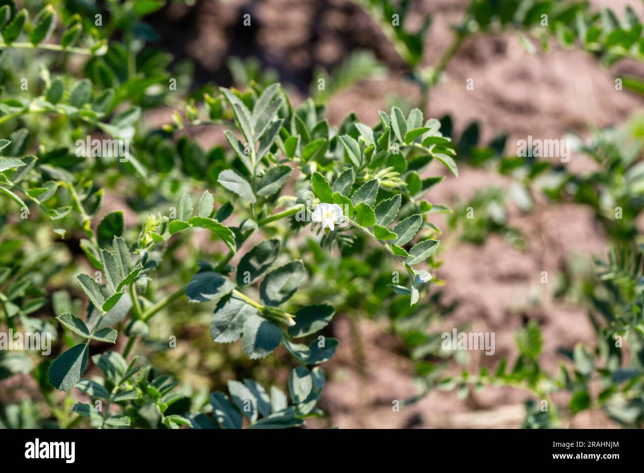 Chickpeas growing in an organic garden hi-res stock photography and ...