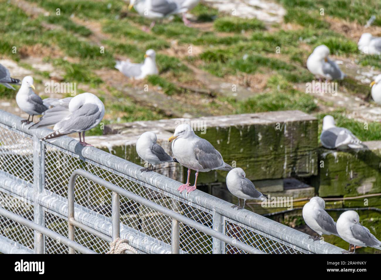 Homer ferry terminal hi-res stock photography and images - Alamy
