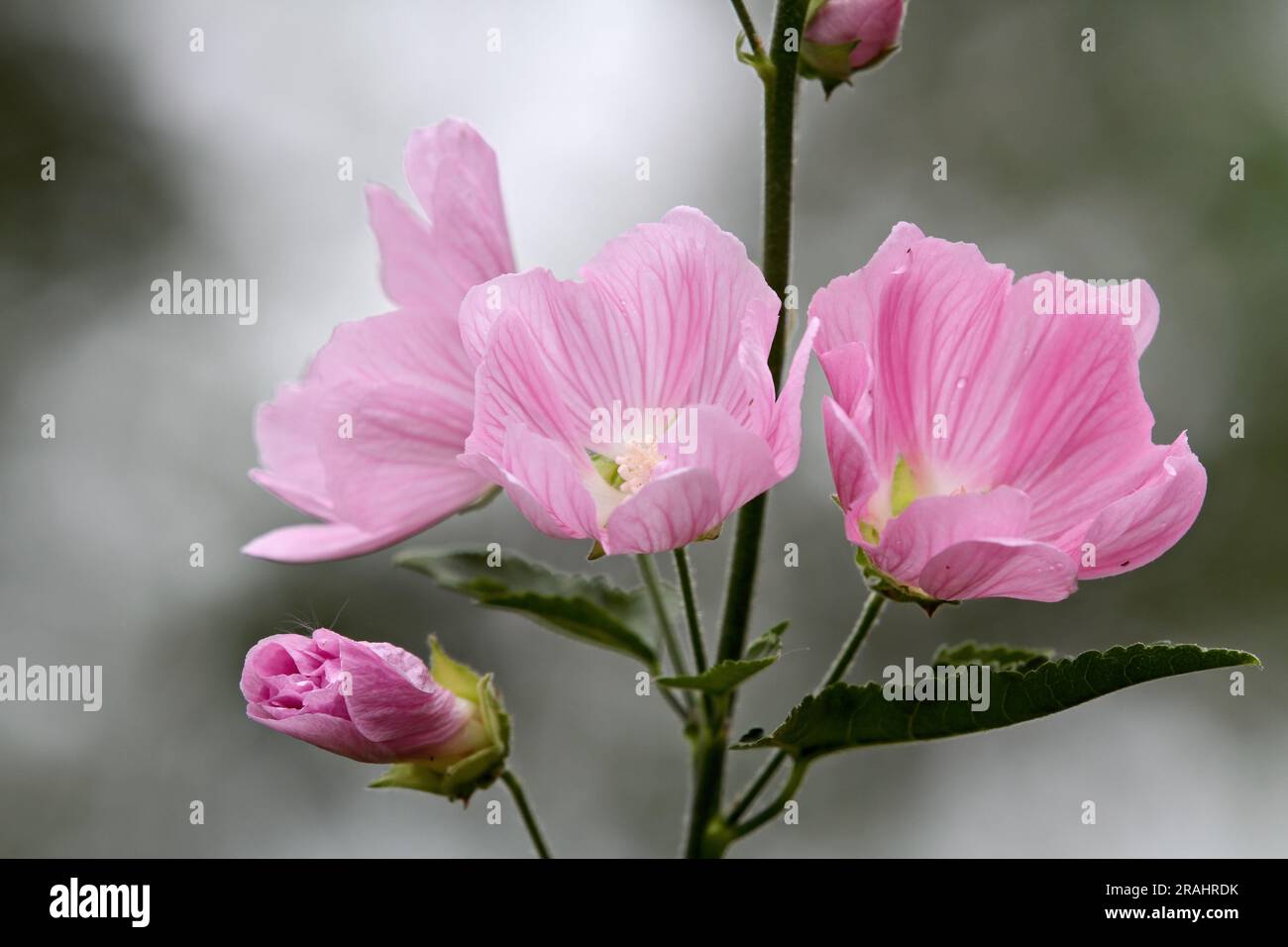Greater musk-mallow with beautiful pink flowers on soft gray background ...