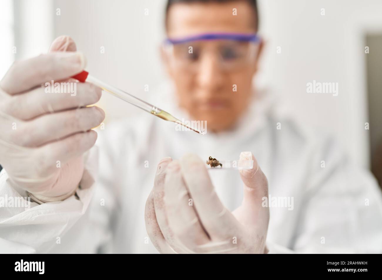 Young latin man scientist pouring liquid on cannabis herb sample at ...
