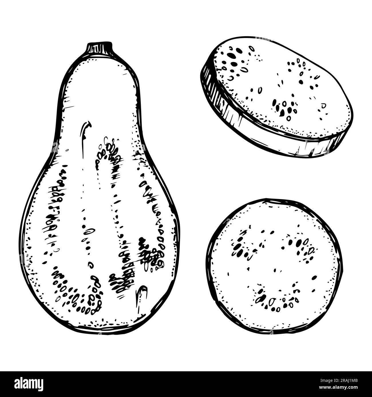 Hand drawn ink vector eggplant gourd squash. Sketch illustration art ...