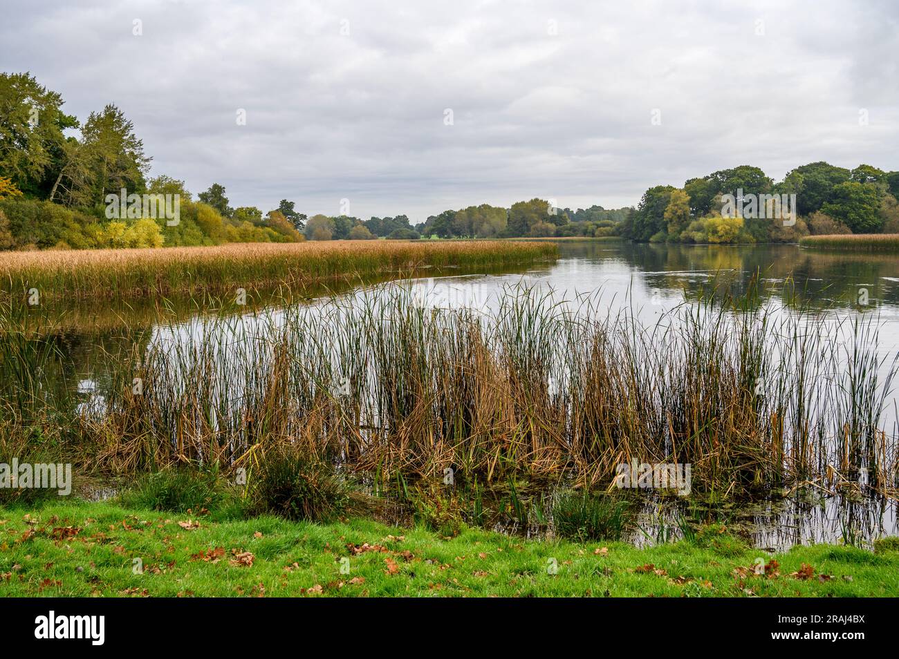 Knepp Mill Pond Is A Hammer Pond On Knepp Estate And Part Of Its Major Rewilding Project West