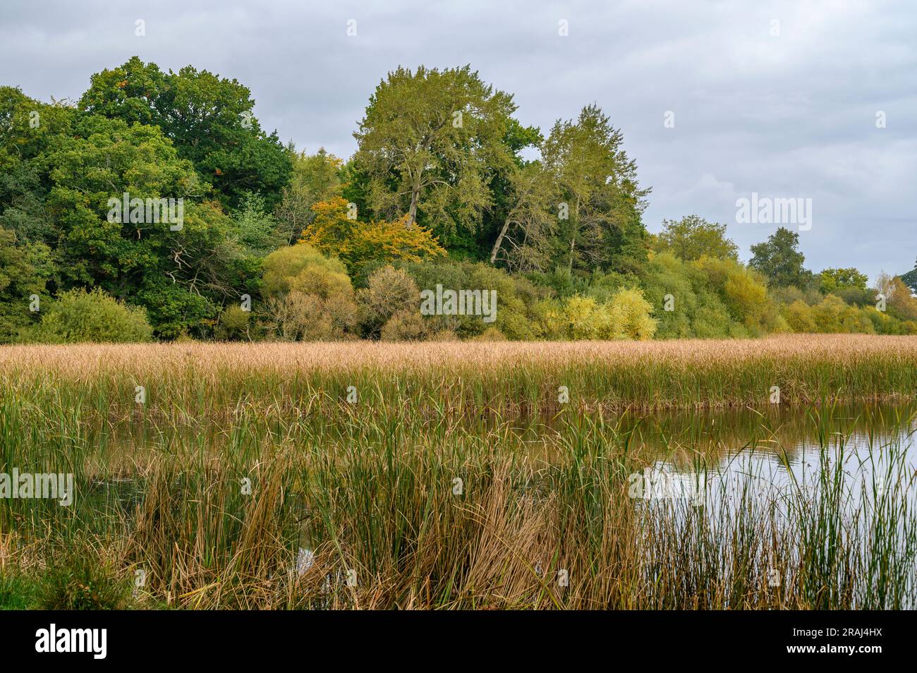 Knepp Mill Pond Is A Hammer Pond On Knepp Estate And Part Of Its Major Rewilding Project West