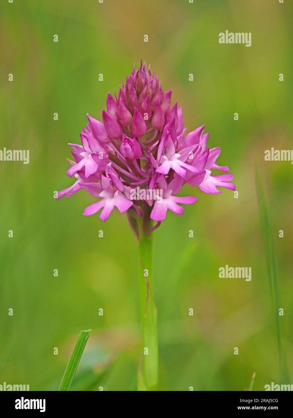 Habitat portrayal hi-res stock photography and images - Alamy