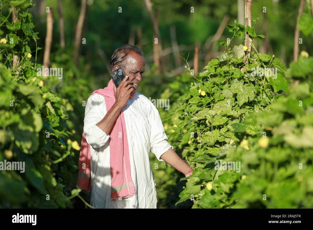 Lauki ki kheti hi-res stock photography and images - Alamy