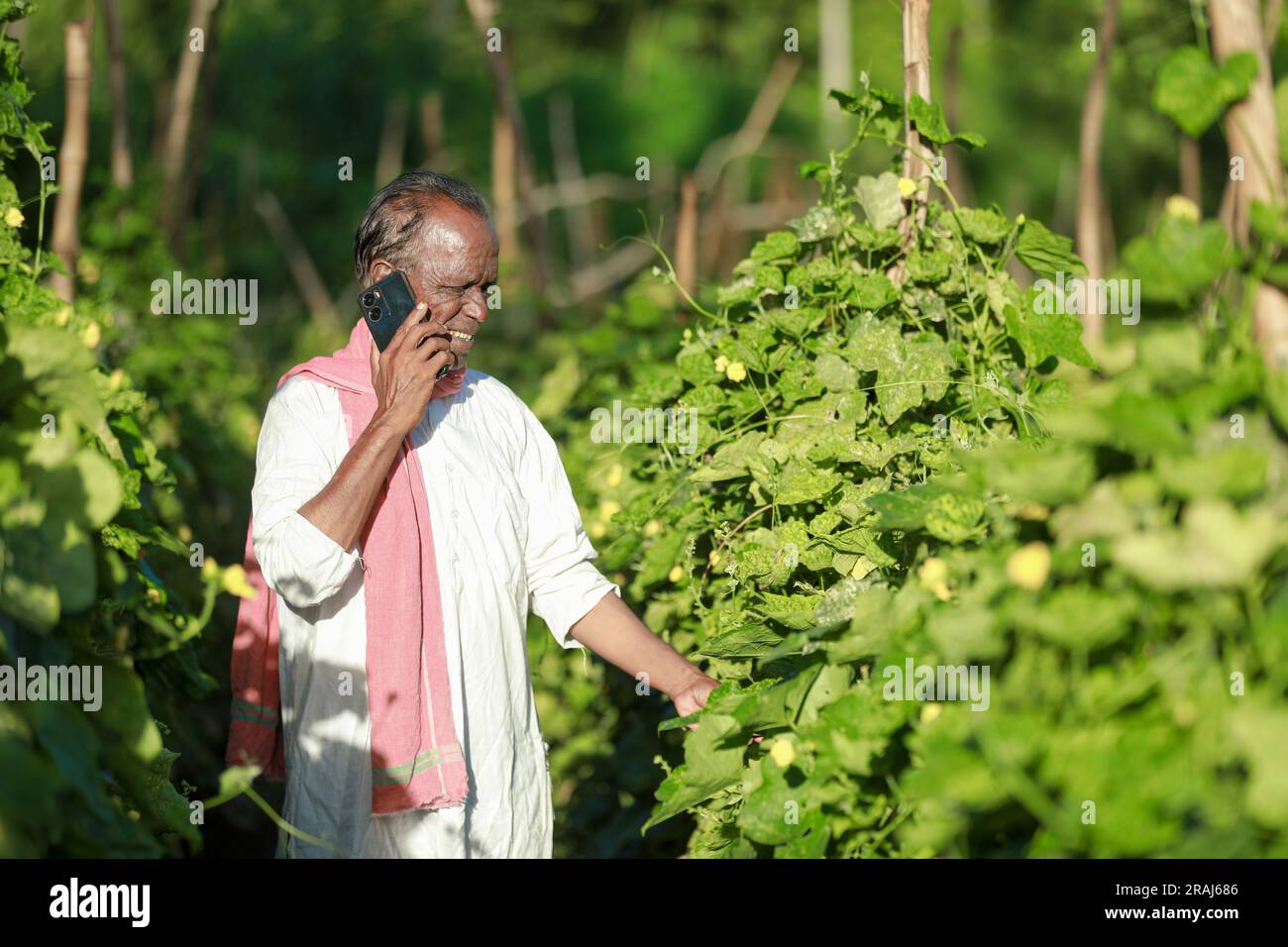 Lauki ki kheti hi-res stock photography and images - Alamy