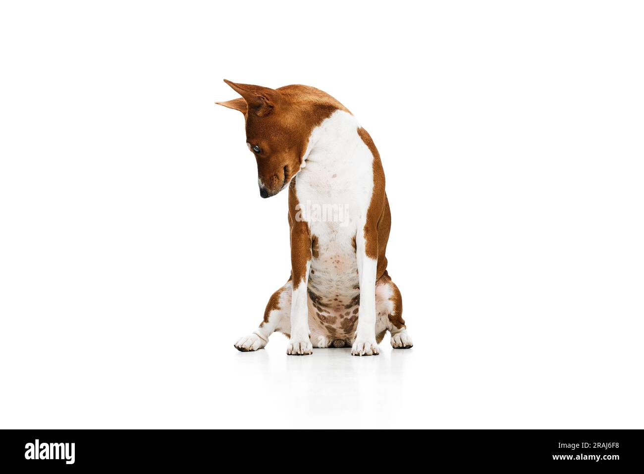 Dog legs over ears hi-res stock photography and images - Alamy