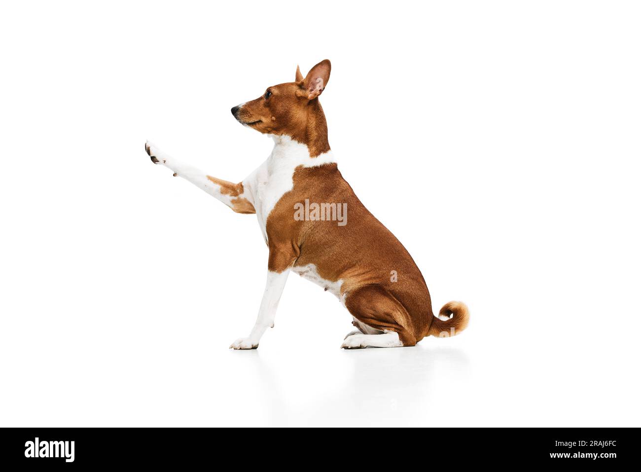 Adorable white-red cute Basenji dog sitting and giving a paw isolated ...