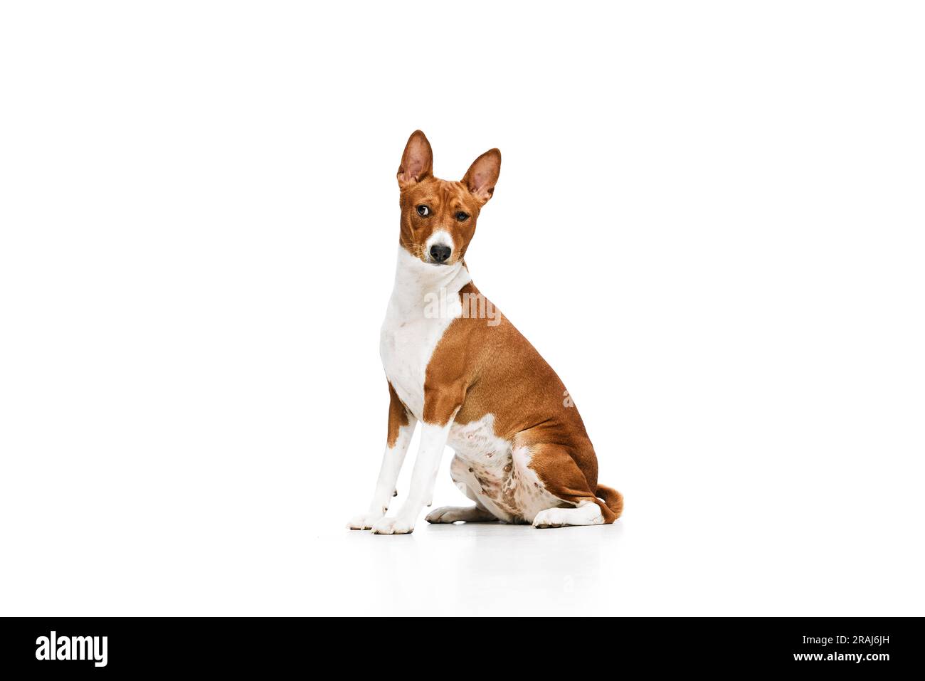 One white-red cute Basenji dog isolated over white studio background ...