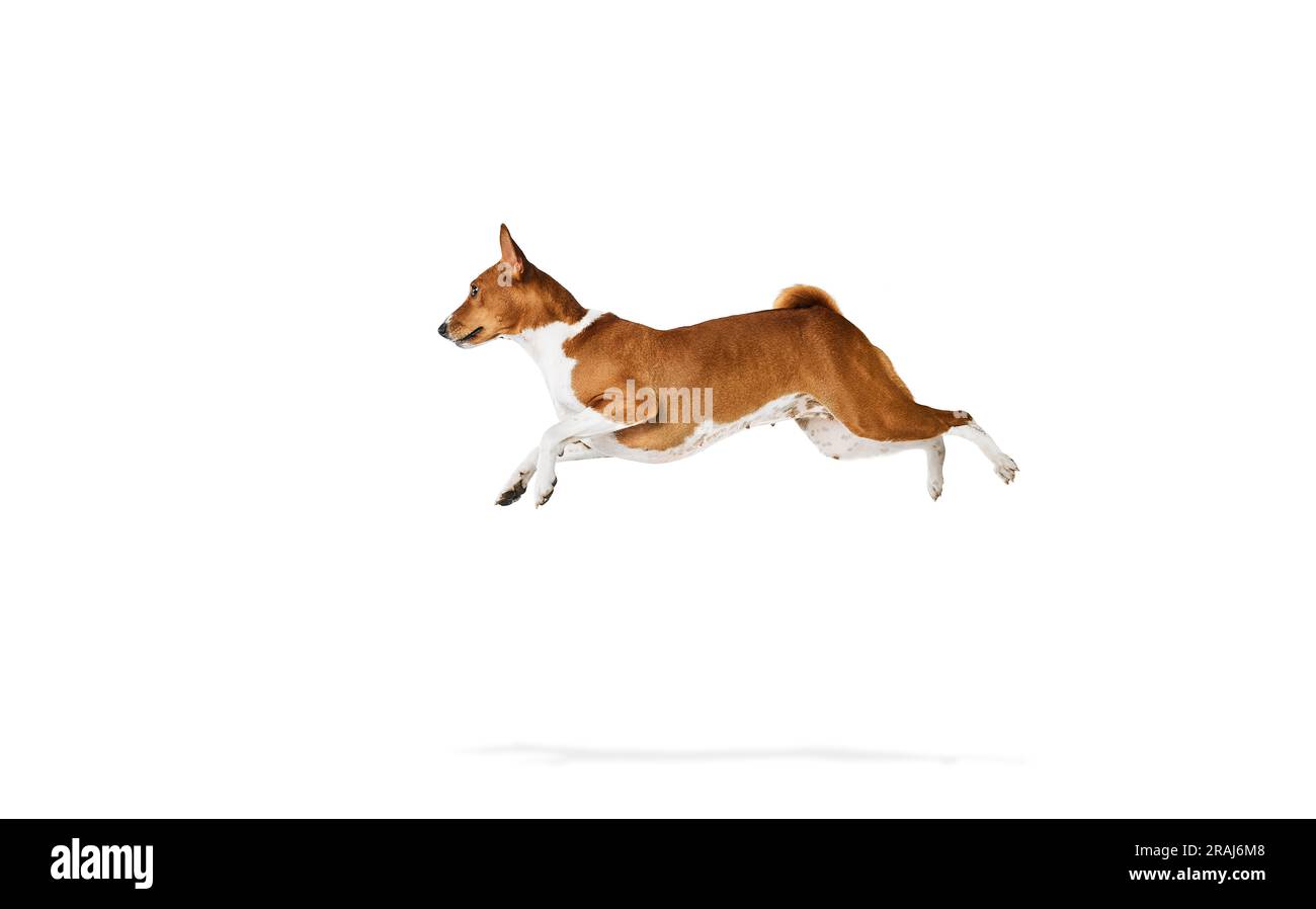 Playful, friendly, determined and courageous Basenji dog jumping over ...