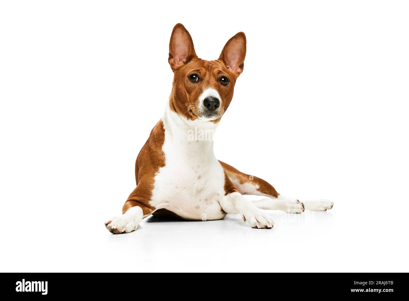 One white-red cute Basenji dog isolated over white studio background ...