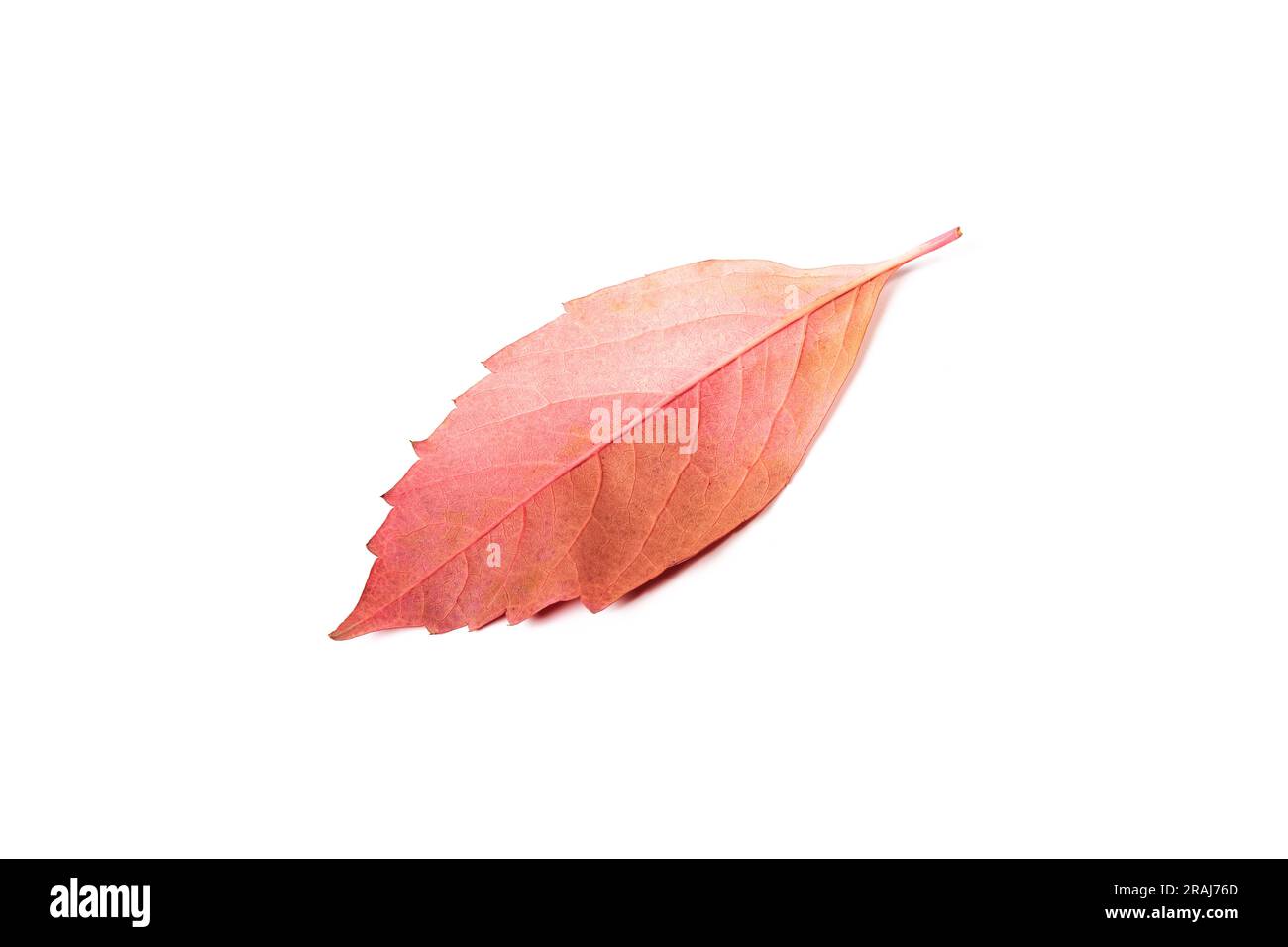 Reverse of a red leaf falling from a tree on a white background. Autumn ...