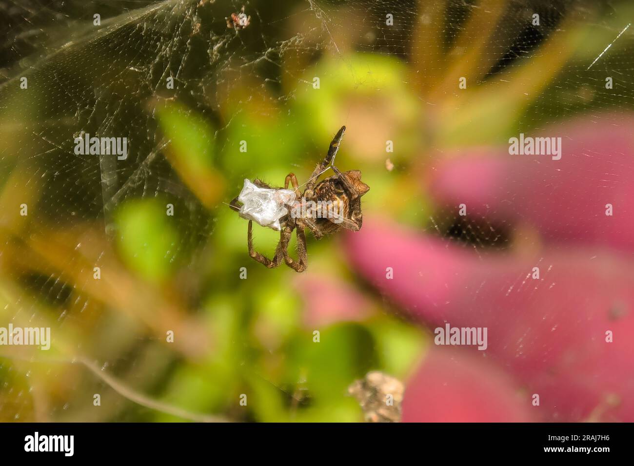 Cyrtophora citricola, the tropical tent-web spider, captures its prey ...