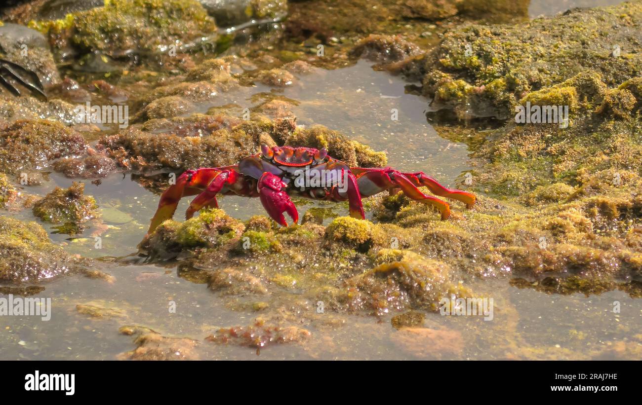 Agile movements hi-res stock photography and images - Alamy