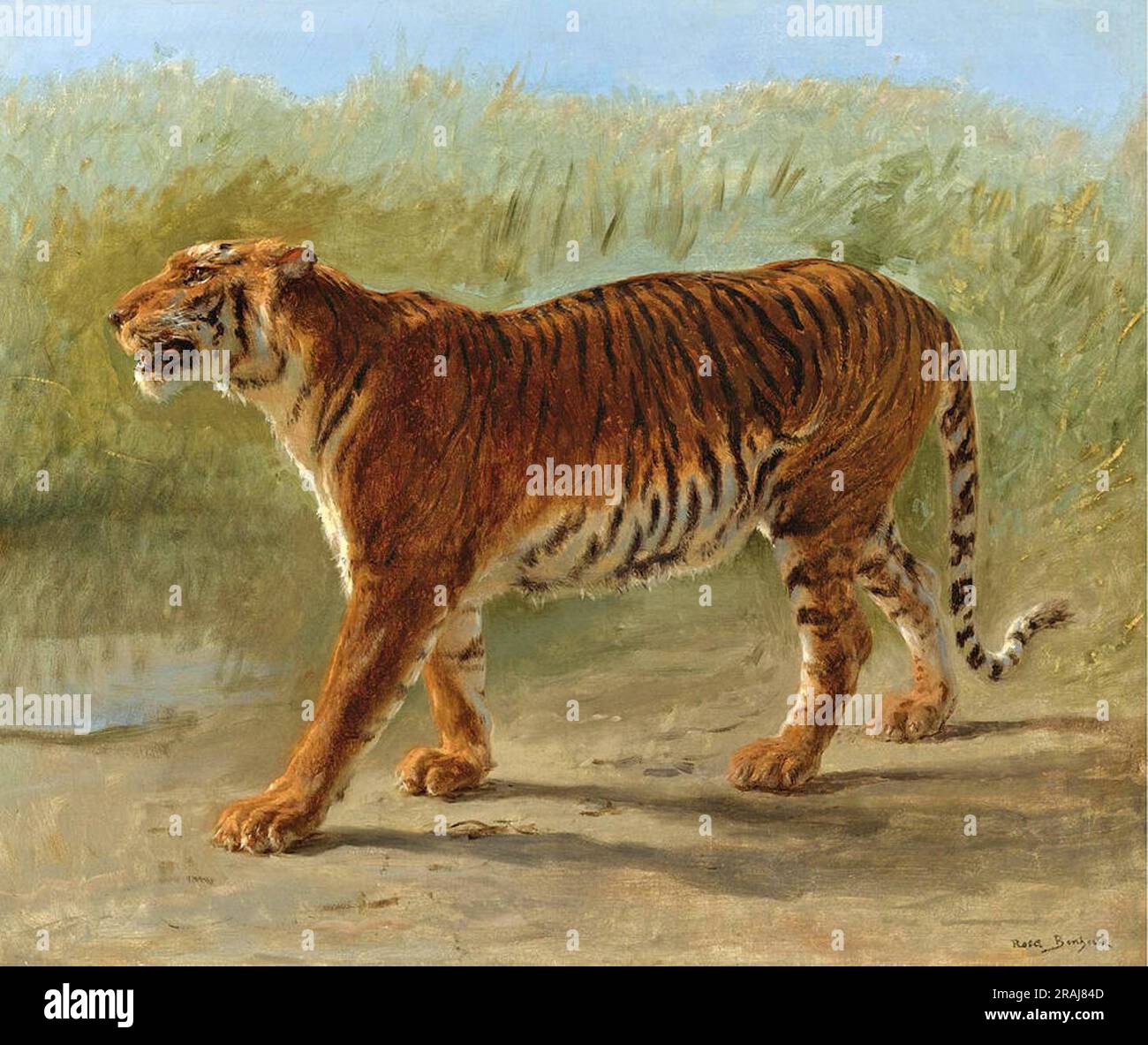 Royal Tiger Marching Stock Photo - Alamy