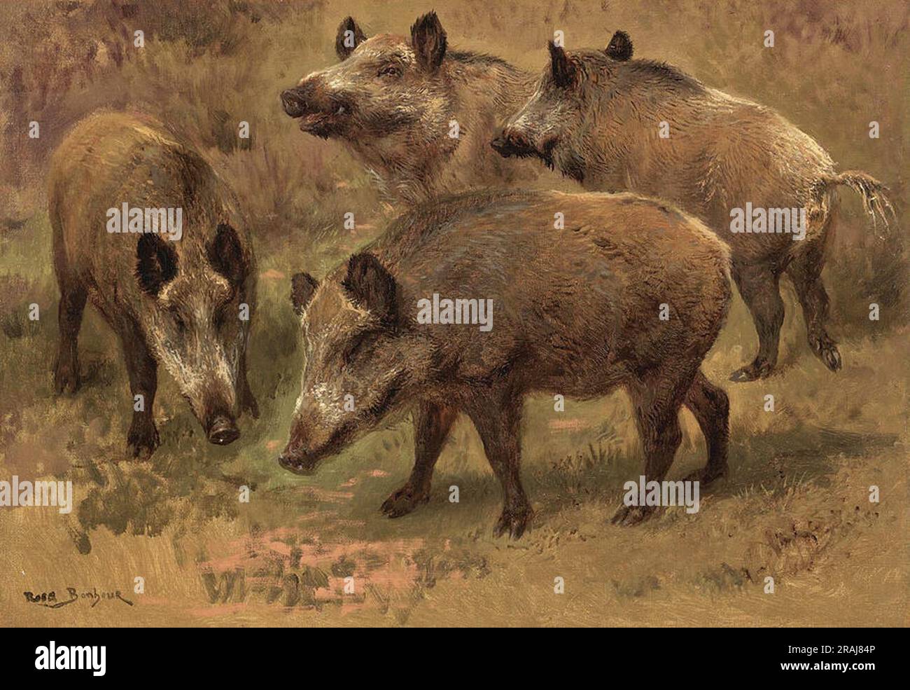 Four Boars in a Landscape Stock Photo - Alamy