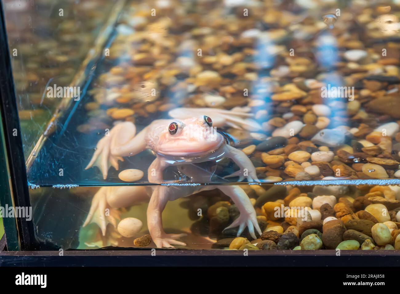 Albino frog hi-res stock photography and images - Alamy
