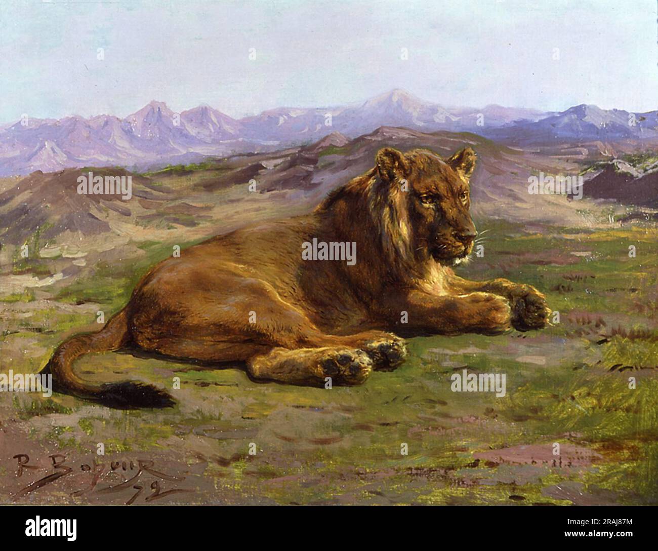 Couching lion hi-res stock photography and images - Alamy