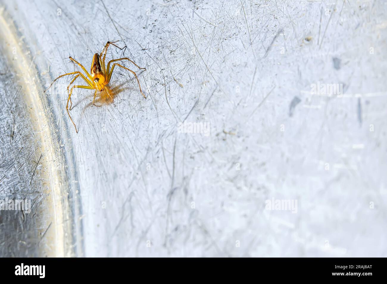 A small spider that lives in the grass on the metal ground Stock Photo ...
