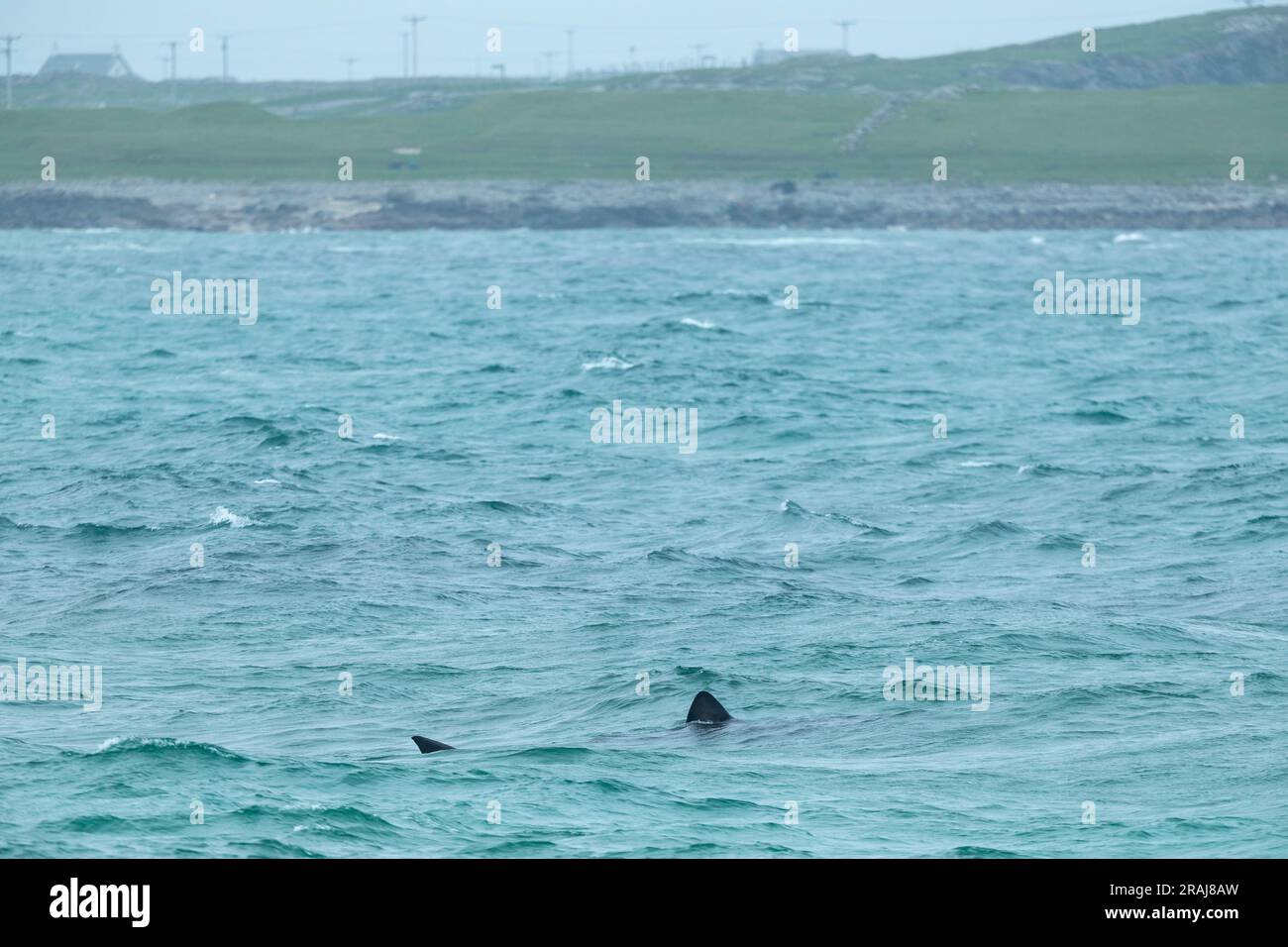 Basking Shark Cetorhinus Maximus Dorsal Fin At Surface Crossapol