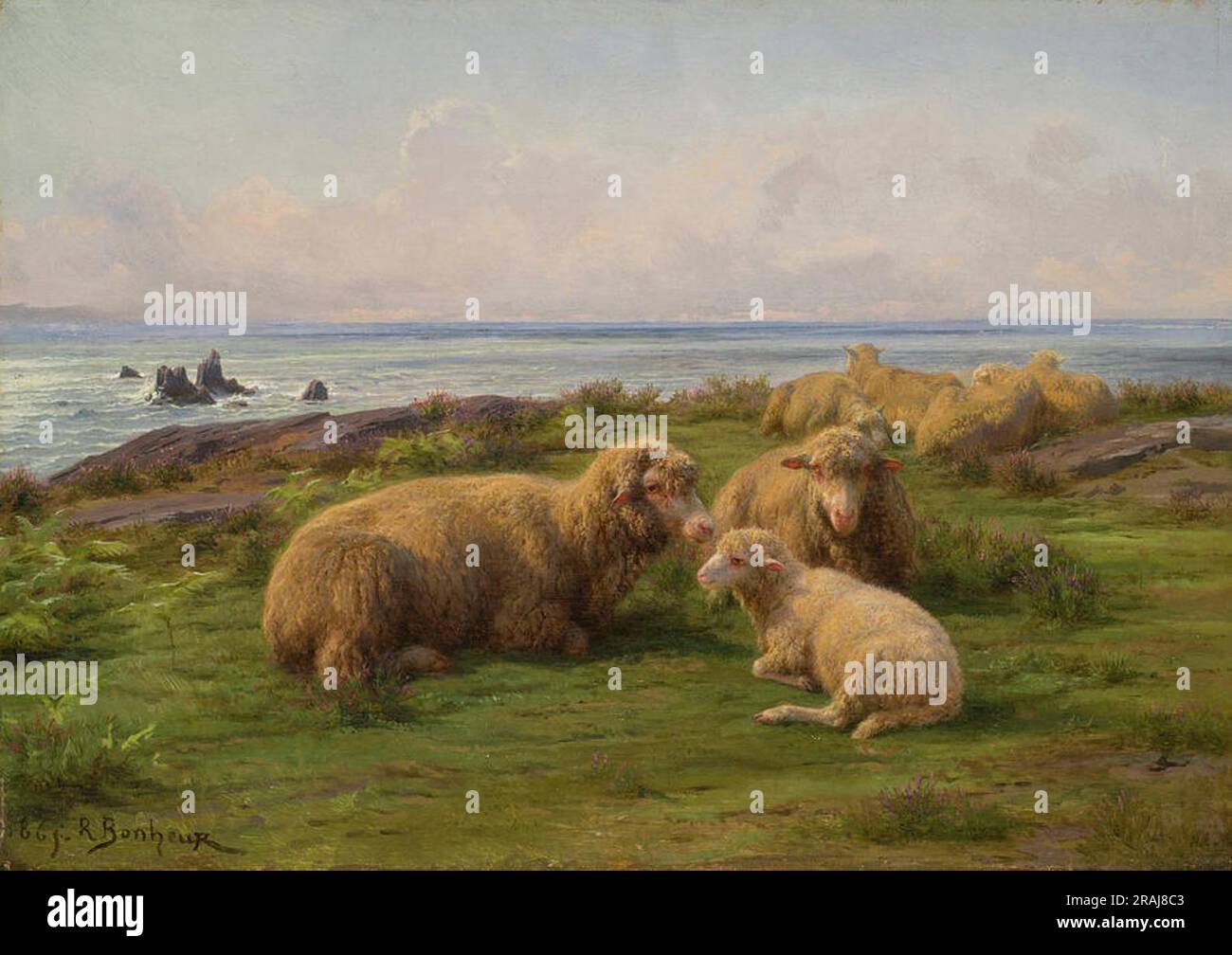 Sheep by the Sea Stock Photo - Alamy