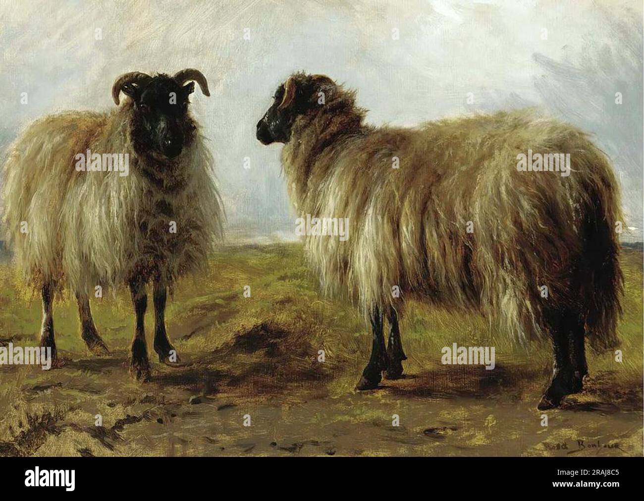 Two rams hi-res stock photography and images - Alamy