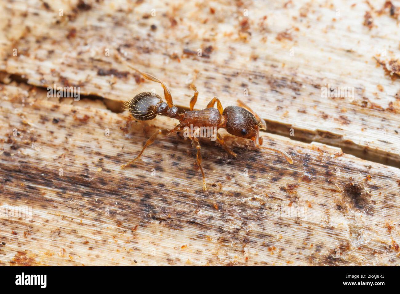 Pavement Ant Queen
