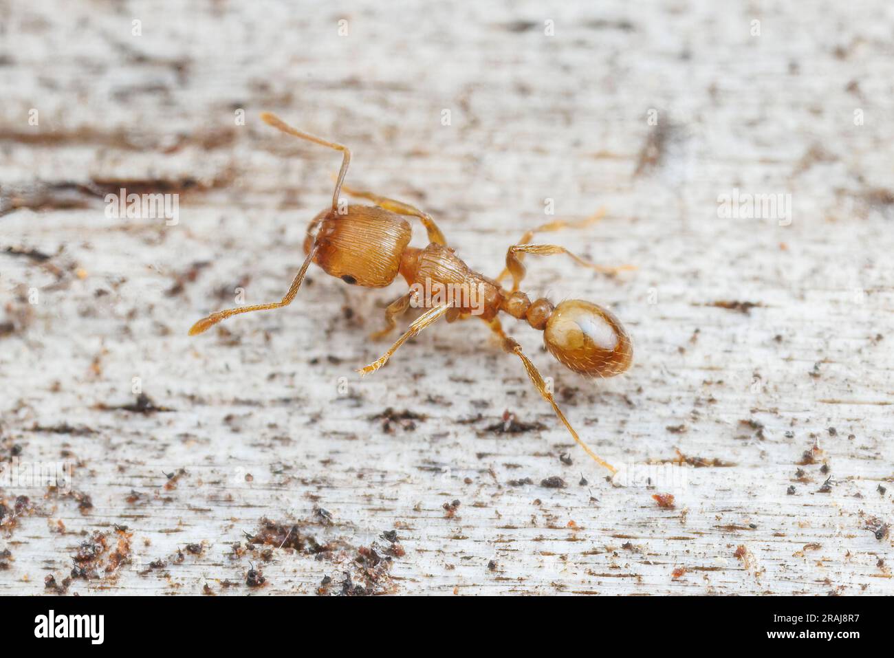 Red Pavement Ants