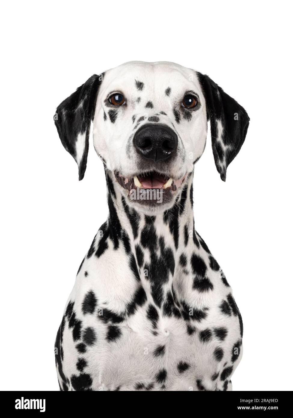 Head shot of pretty Dalmatian dog, sitting up facing front. Looking ...